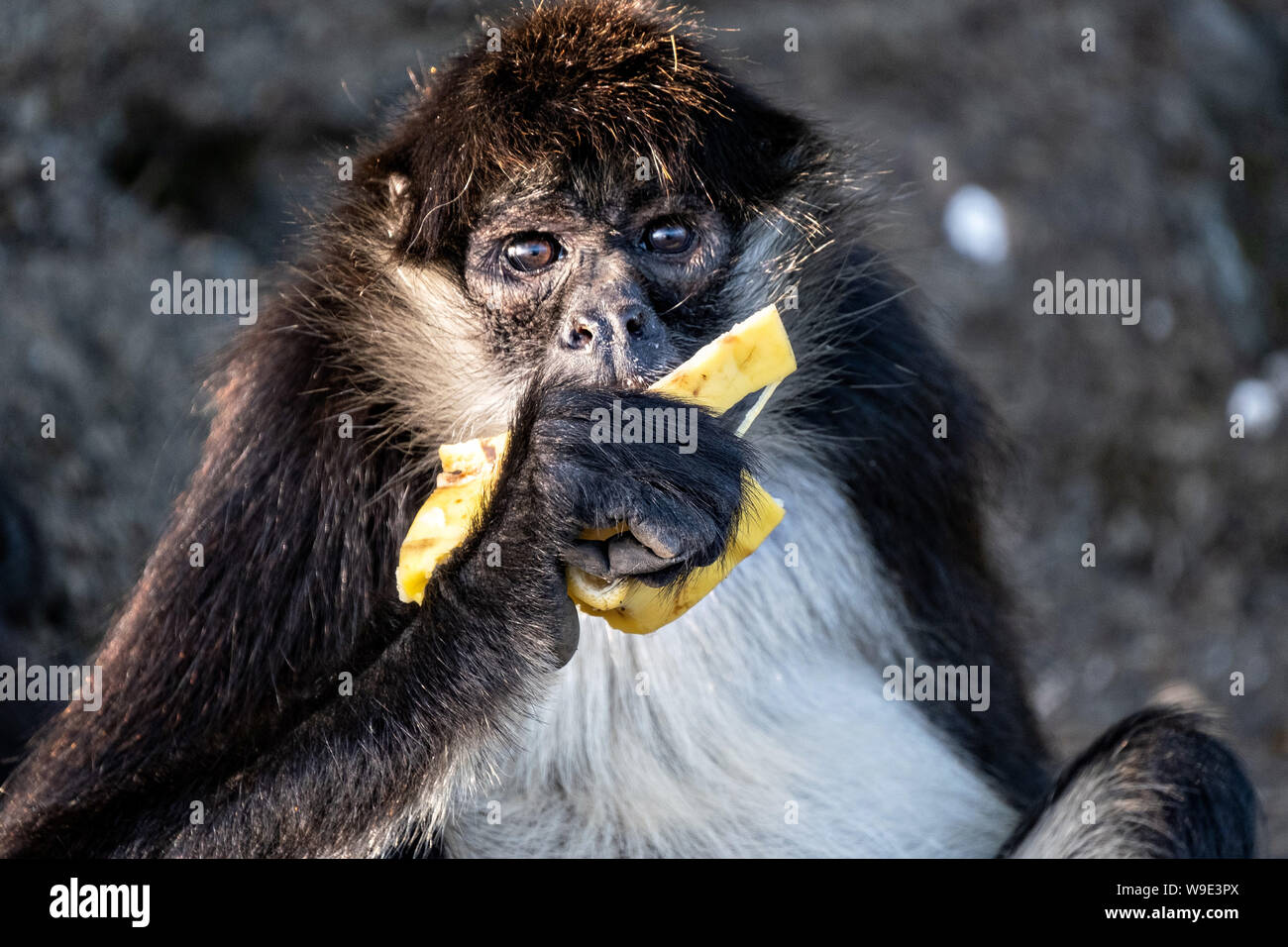 A critically endangered Mexican spider monkey eats a banana on Monkey ...