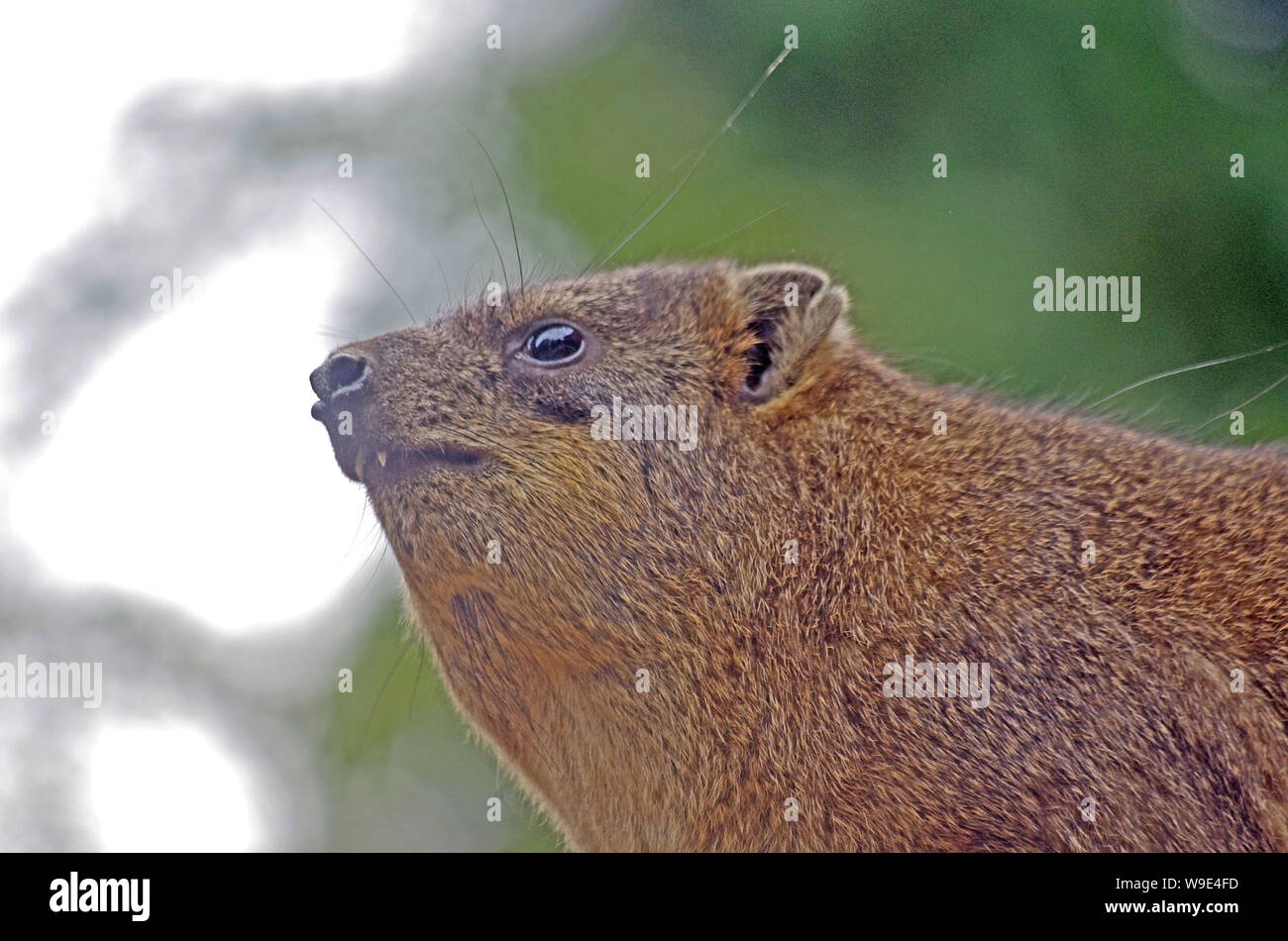 ROCK HYRAX Procavia Capensis Africa Captive Stock Photo - Alamy