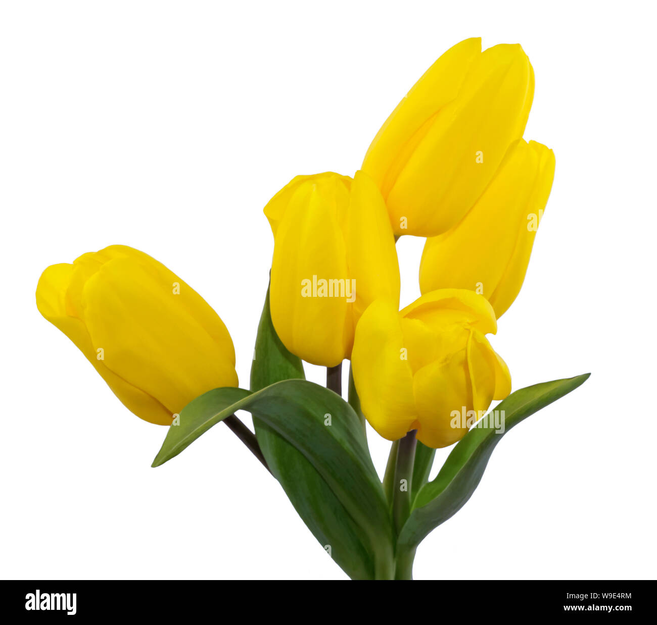 Unopened flower white background Cut Out Stock Images & Pictures - Alamy