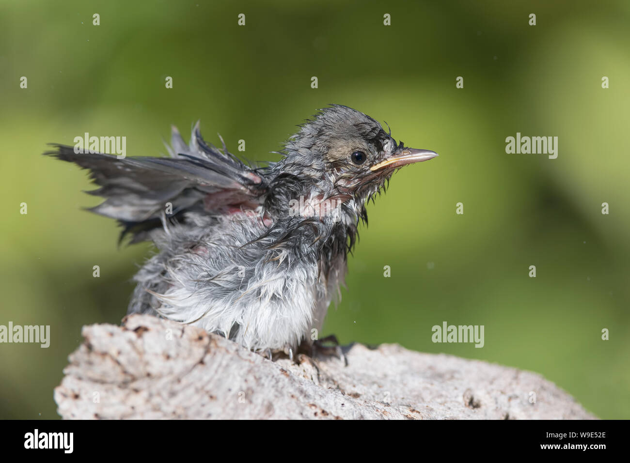 Hot summer, chick of White wagtail after bath (Motacilla alba Stock ...