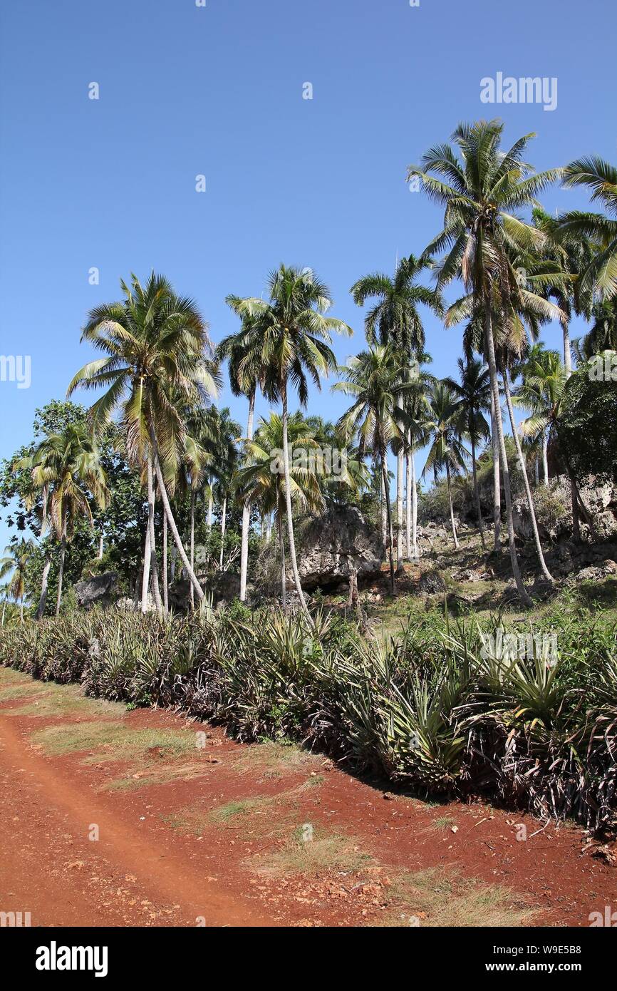Baracoa, Cuba - coconut palm trees. Cuban nature Stock Photo - Alamy