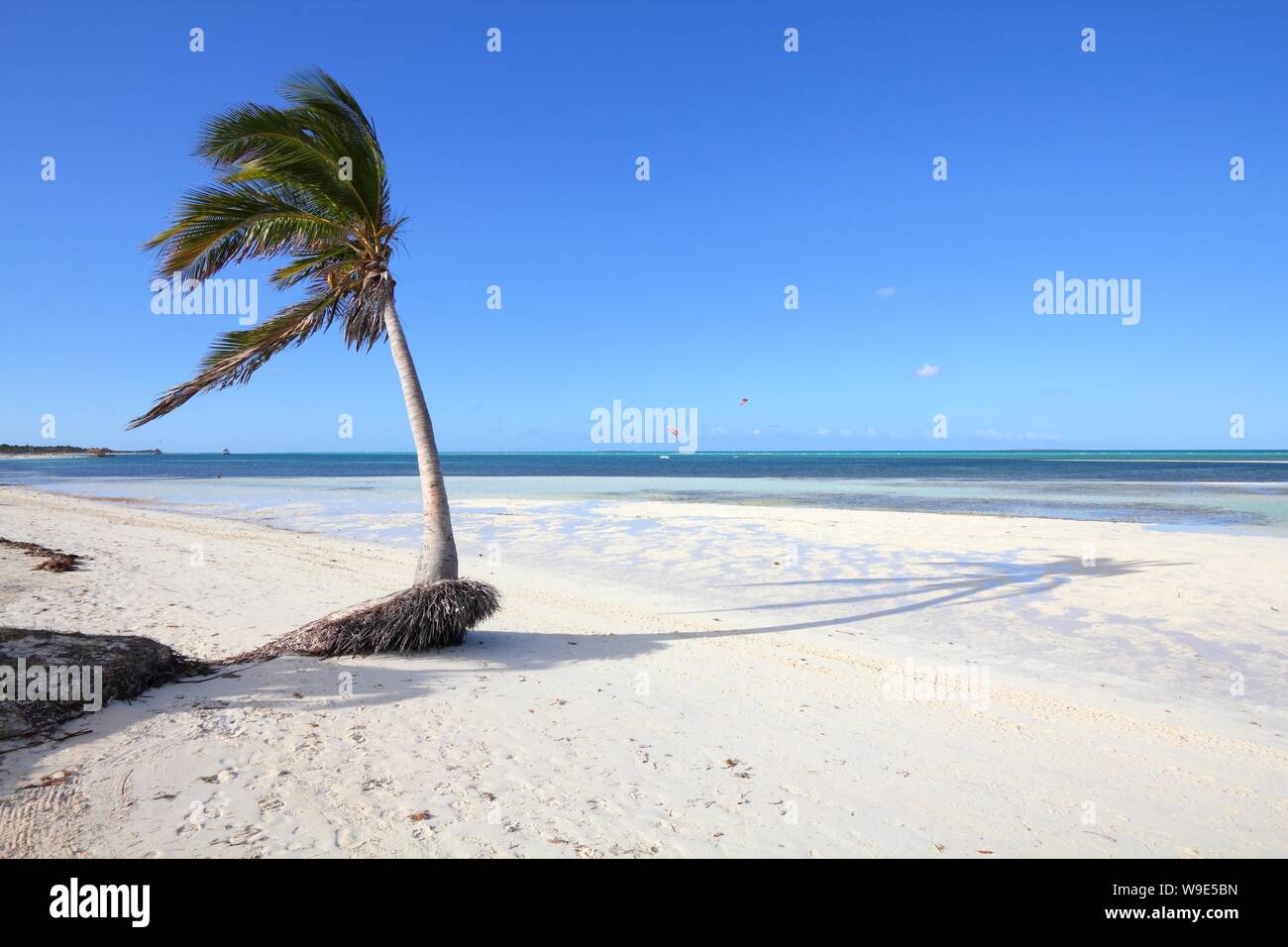 Cuba beach landscape - palm trees in Cayo Guillermo (Jardines del Rey ...