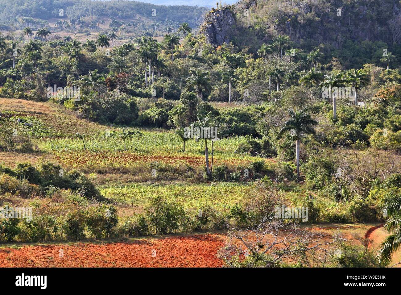 Cuba landscape - mogotes karstic rocks in Vinales National Park. UNESCO ...