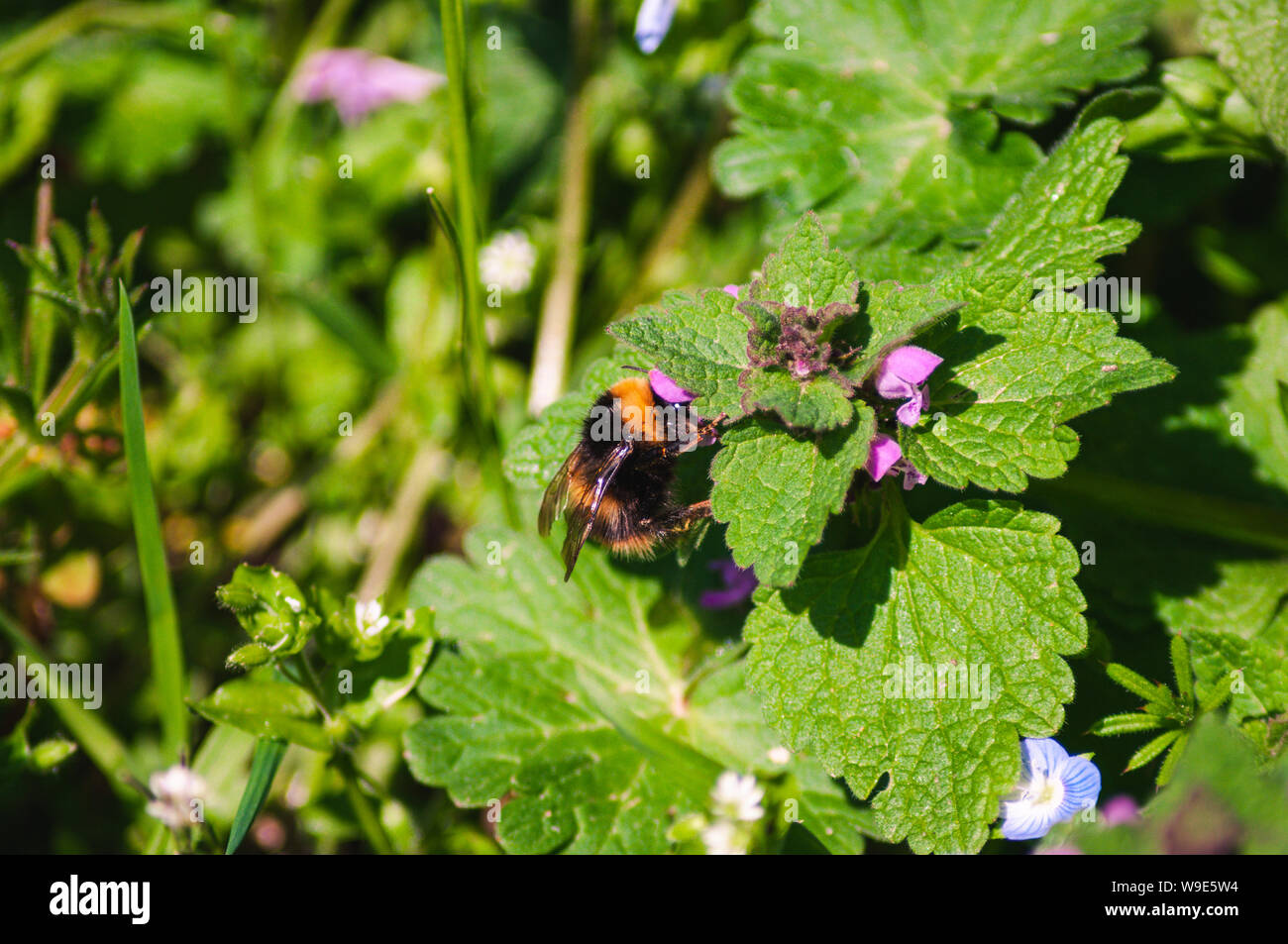 A bumble bee pollinating from a stinging nettle (Urtica dioica) plant ...