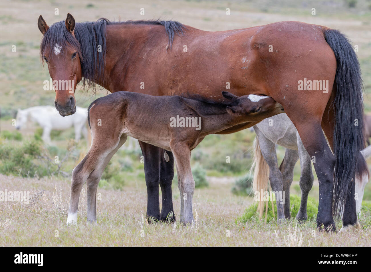 Wild Horse Mare and Cute Foal Stock Photo - Alamy