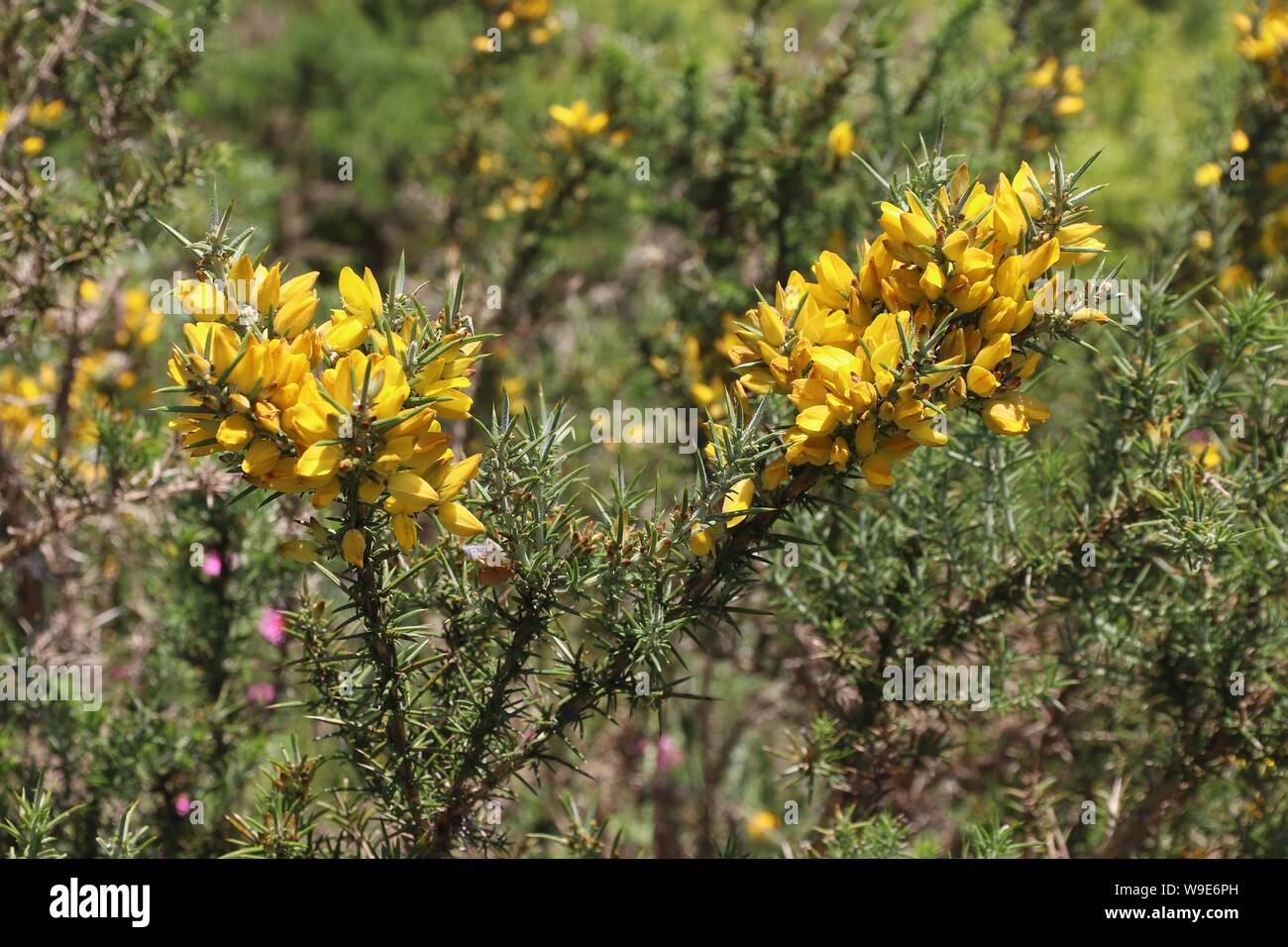 Portugal plant species - Ulex europaeus (common gorse) in Algarve ...