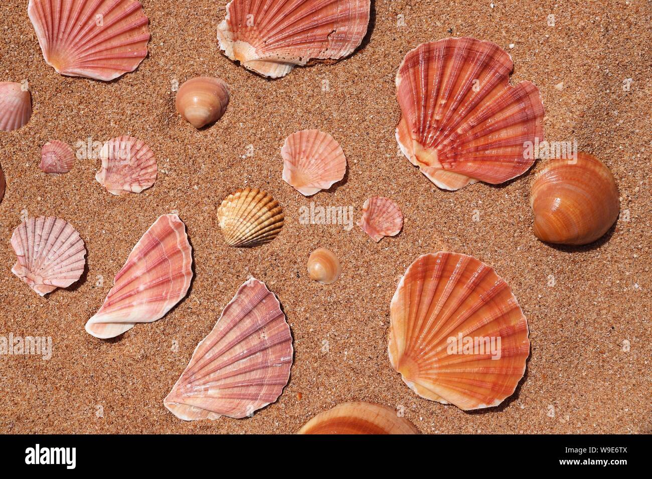 Sea shell collection in Portugal - beautiful scallop and other marine ...