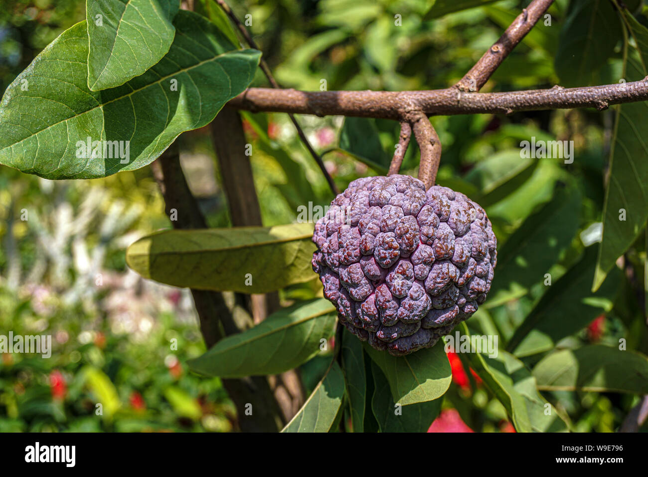 Sharifa or sitaphal hi-res stock photography and images - Alamy