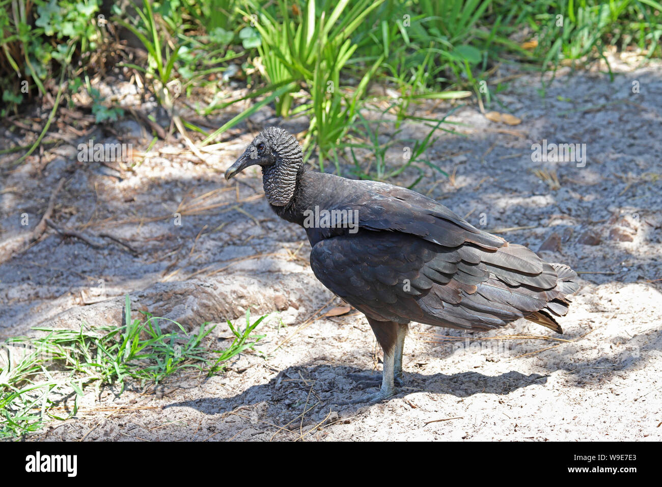 American black vulture (coragyps atratus Stock Photo - Alamy