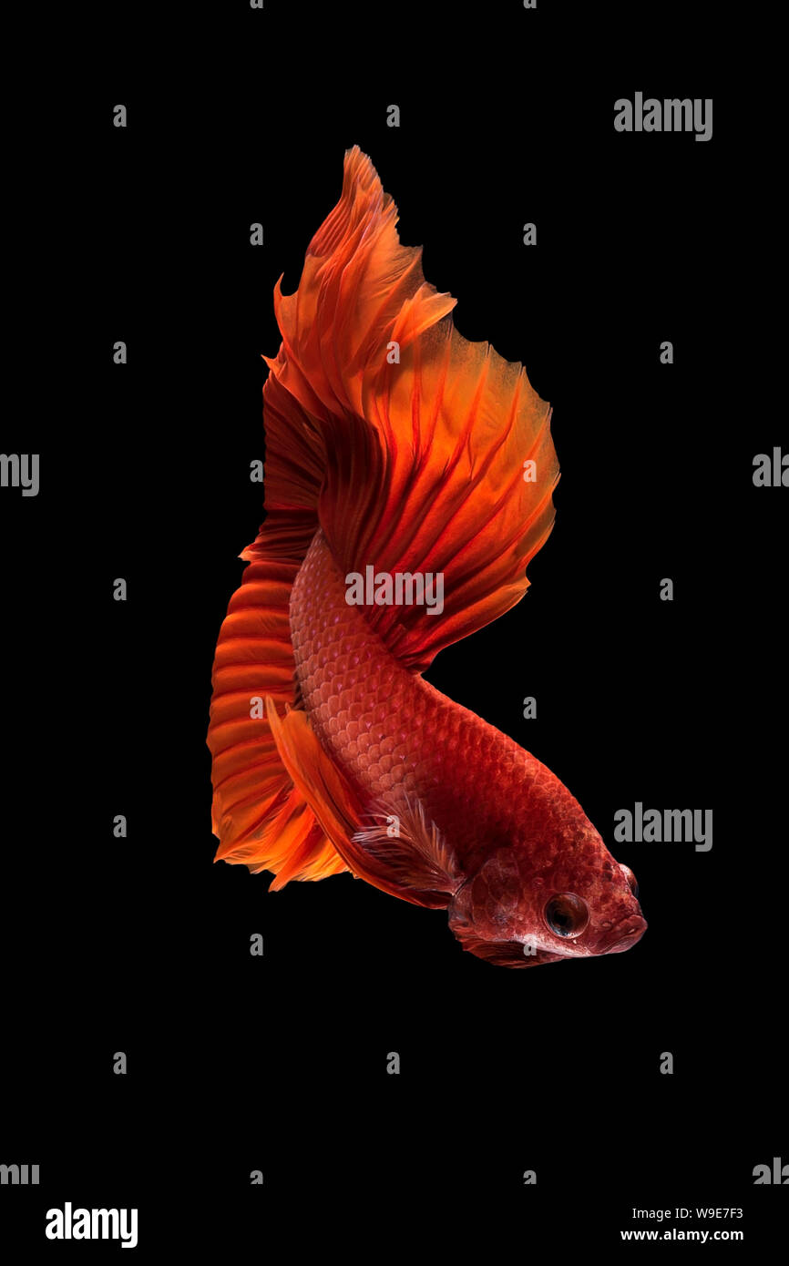 Close up art movement of Betta fish,Siamese fighting fish isolated on ...