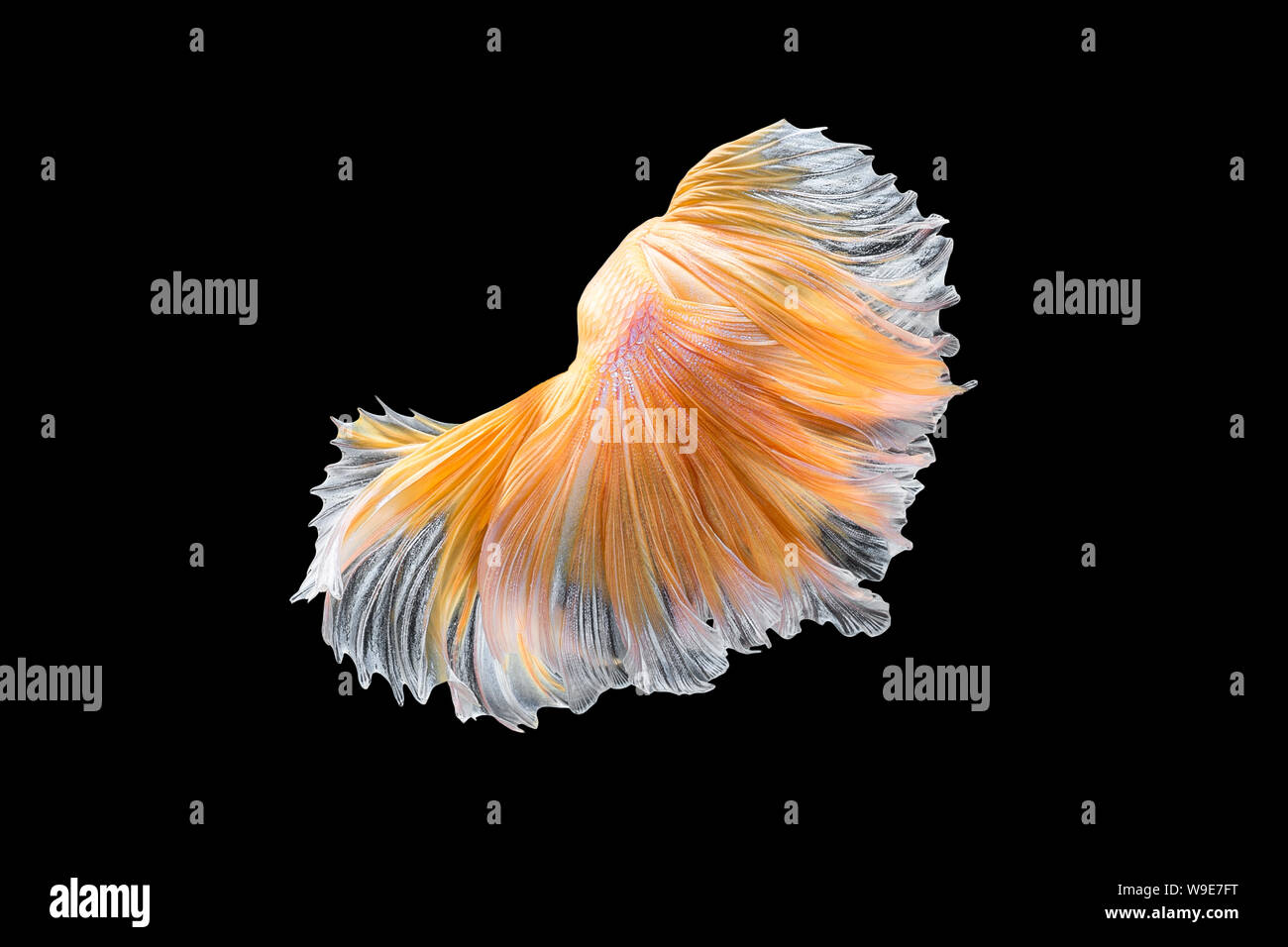 Close up art movement of Betta fish,Siamese fighting fish isolated on ...