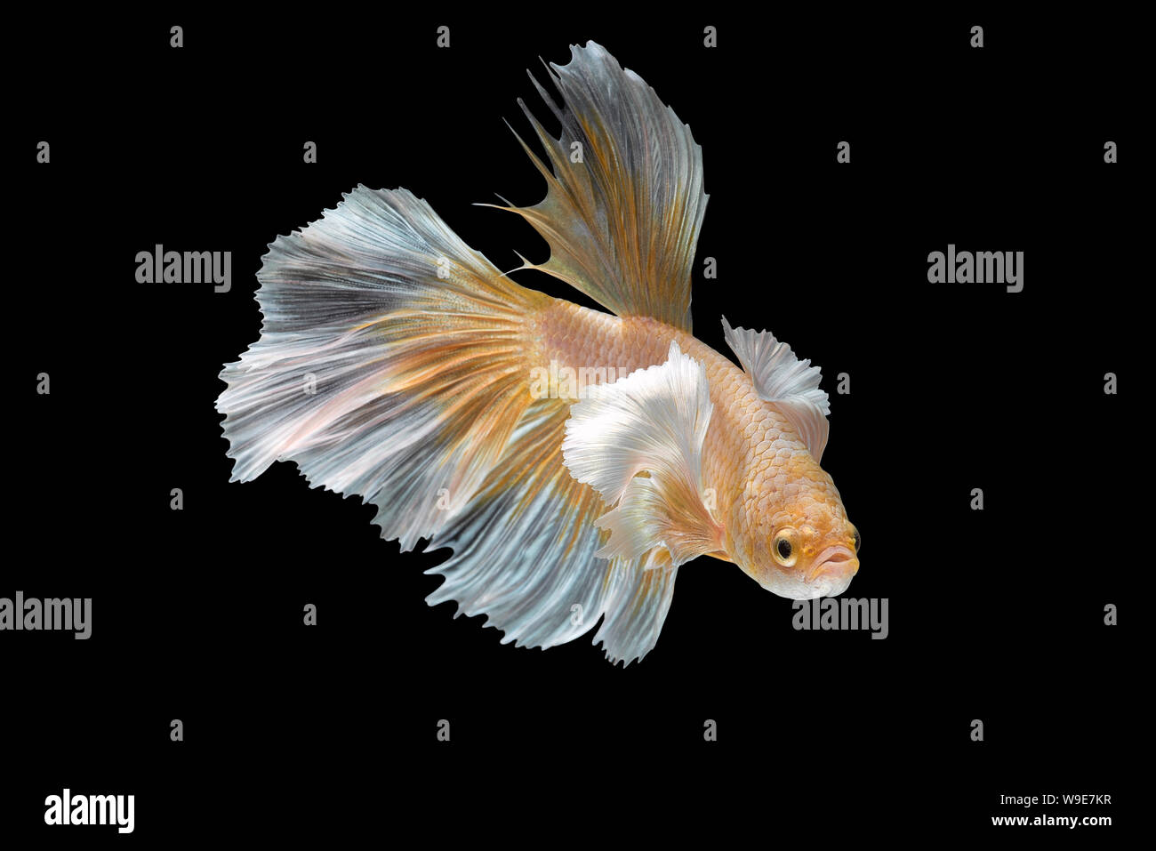 Close up art movement of Betta fish,Siamese fighting fish isolated on ...