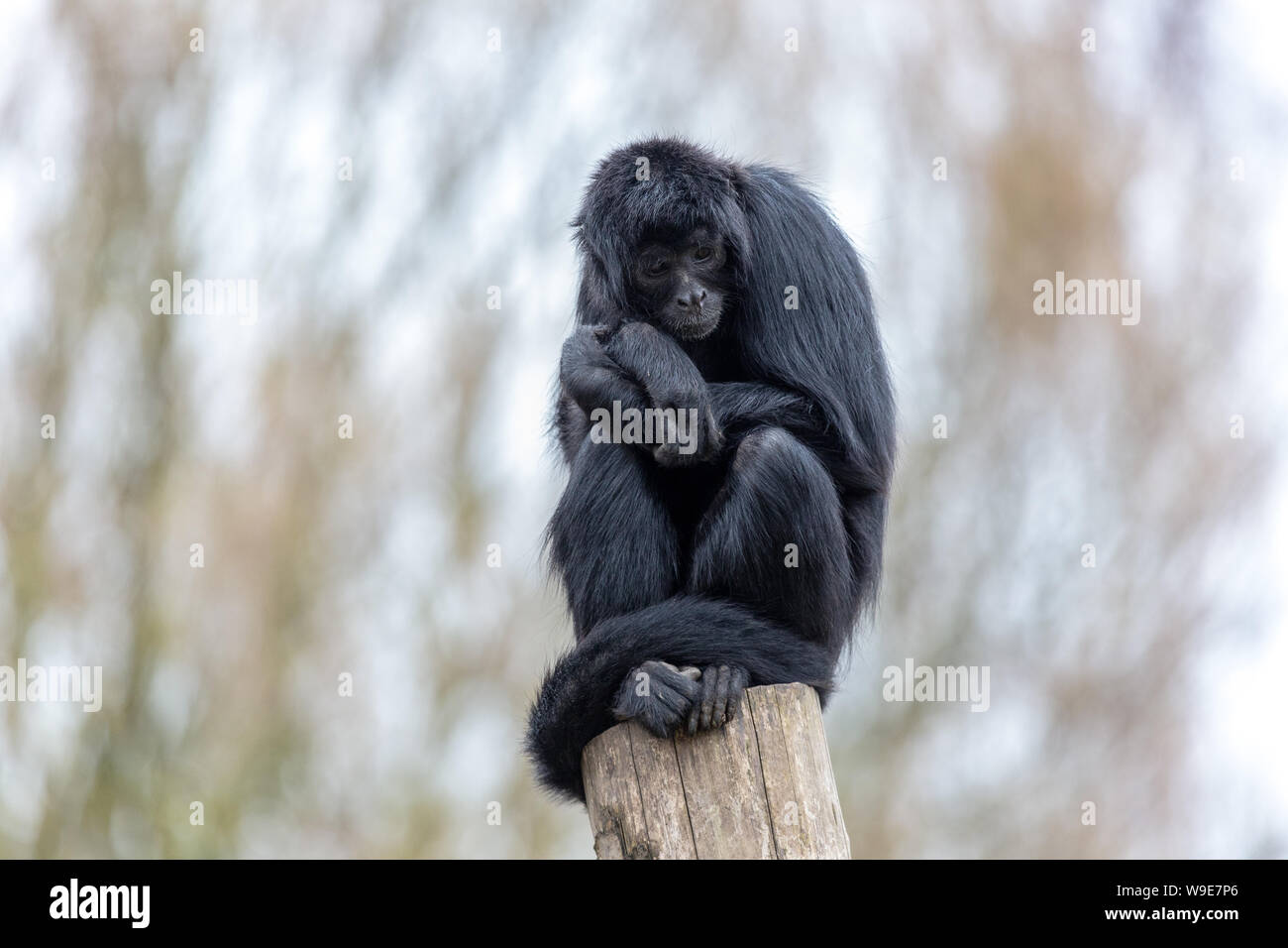 Black-headed spider monkey animal primate watching Stock Photo - Alamy