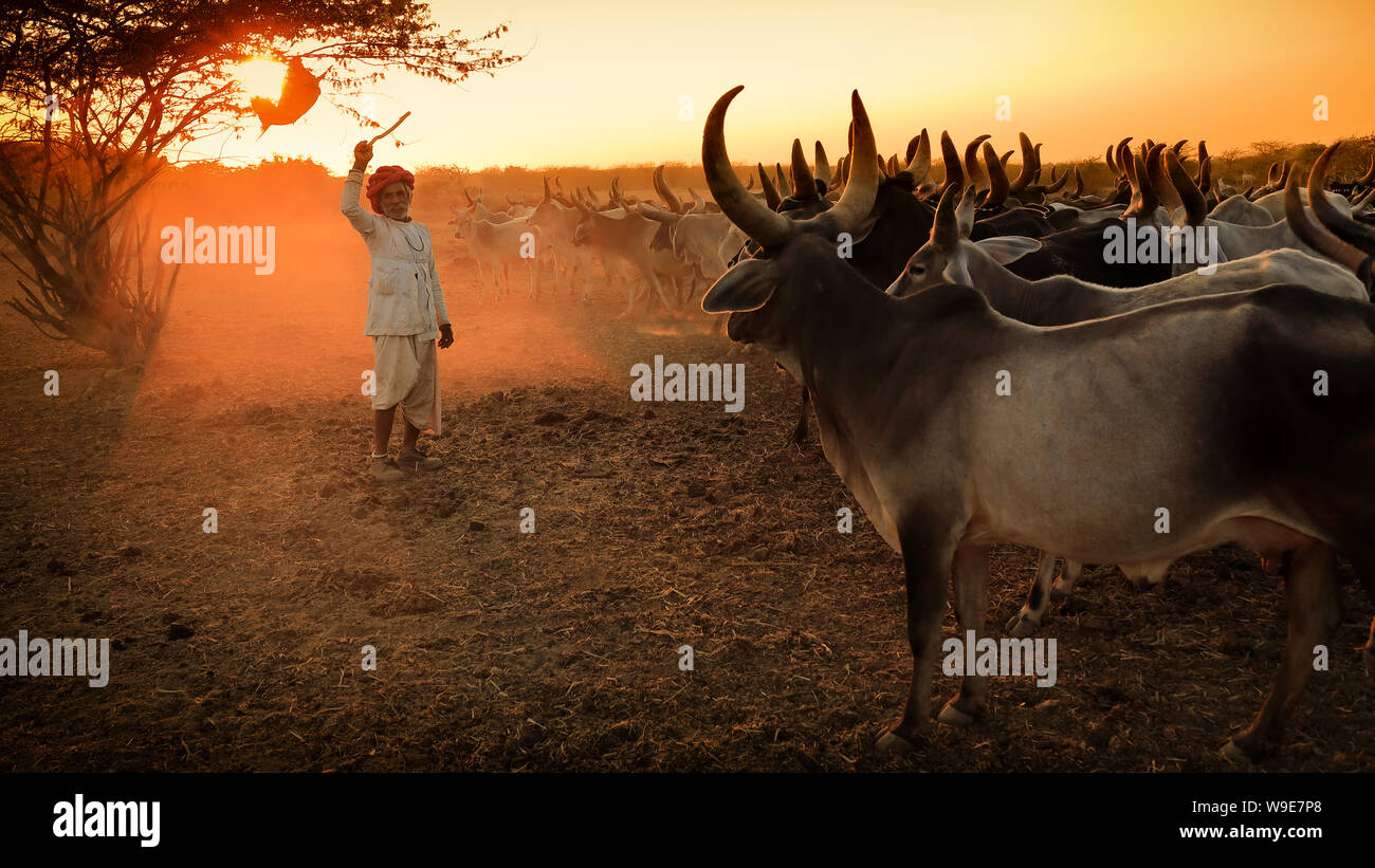 Rabari herder in a rural village in the district of Kutch, Gujarat. The ...