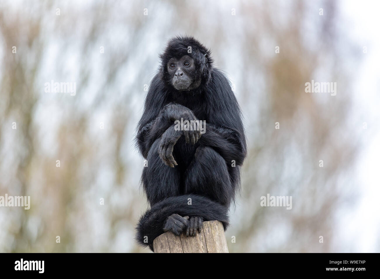 Black-headed spider monkey animal primate watching Stock Photo - Alamy