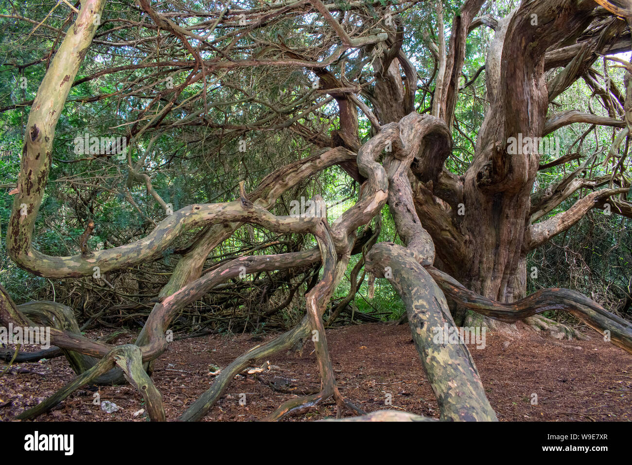 Kingley vale yew trees hi-res stock photography and images - Alamy