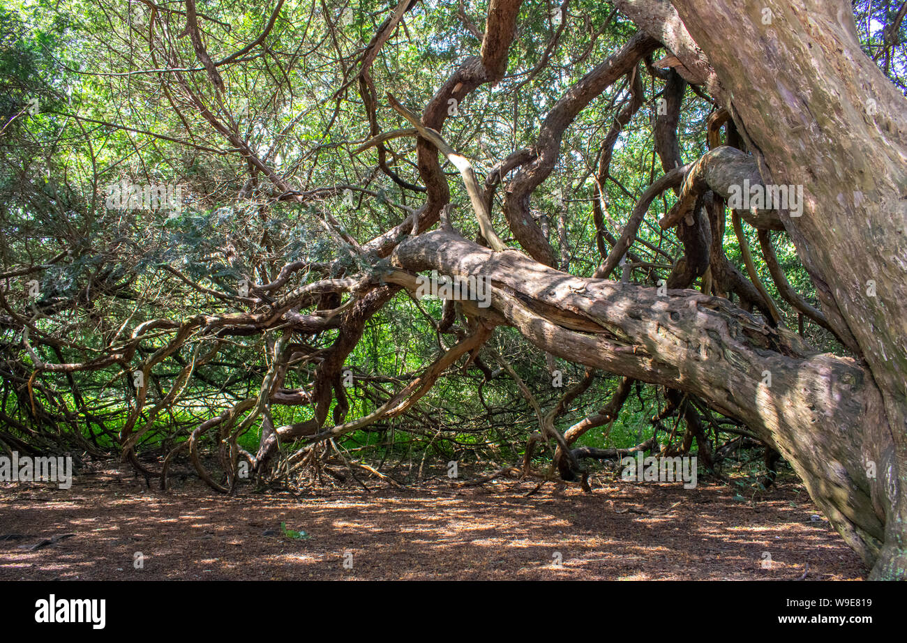 Ancient yew forest at kingley vale hi-res stock photography and images ...