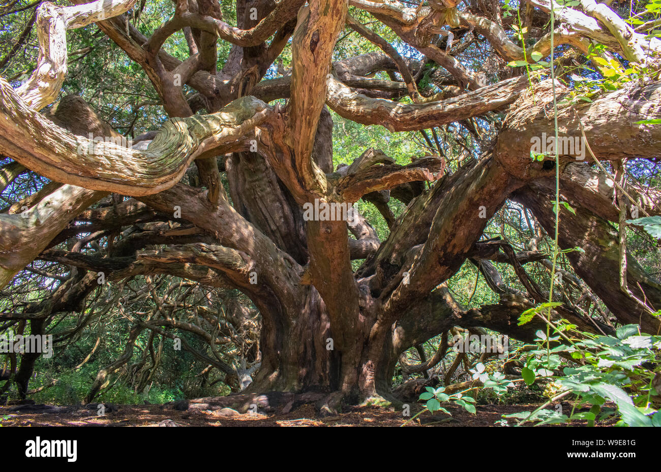 Kingley vale yew hi-res stock photography and images - Alamy