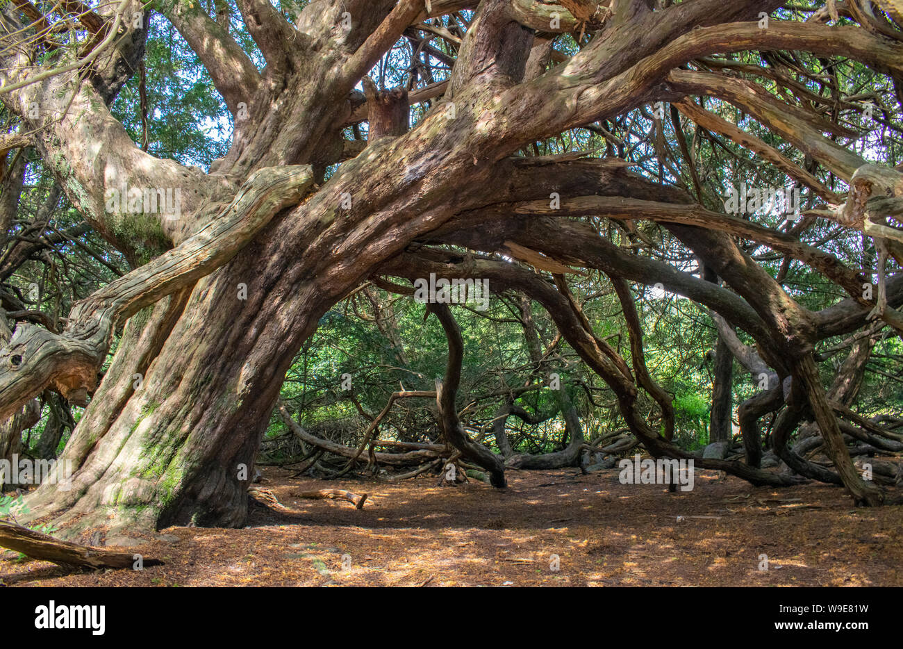 Vale forest hi-res stock photography and images - Alamy