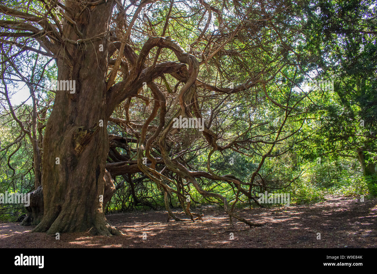 Kingley vale hi-res stock photography and images - Alamy
