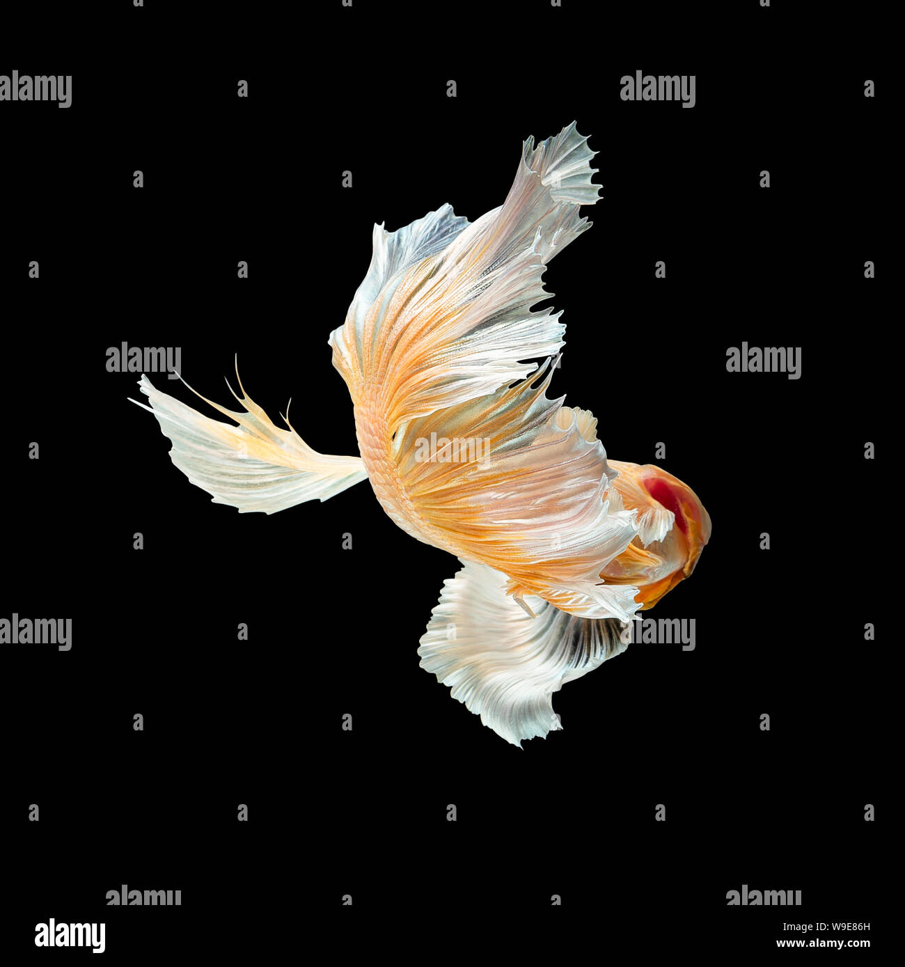 Close up art movement of Betta fish,Siamese fighting fish isolated on ...