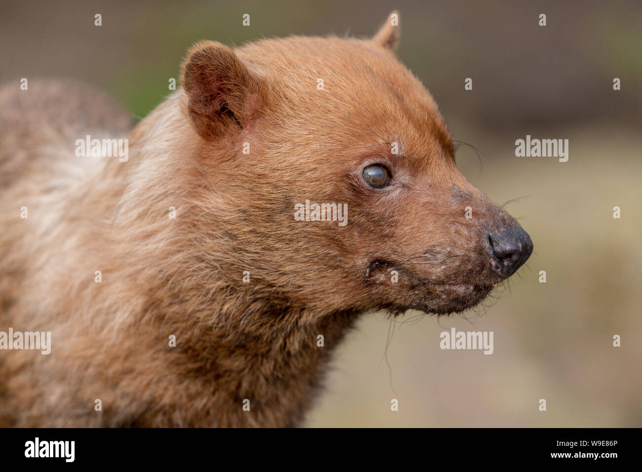 Speothos venaticus venaticus amazon hi-res stock photography and images ...