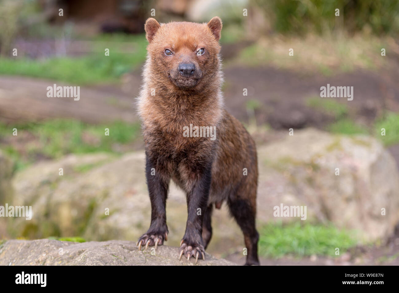 Speothos venaticus Bush dog solitary canid carnivore body head ...