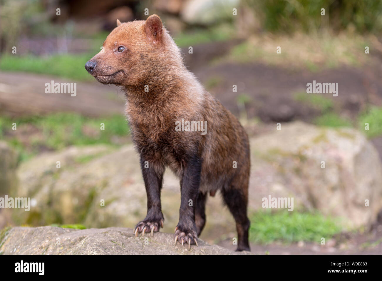 Speothos venaticus Bush dog solitary canid carnivore body head ...