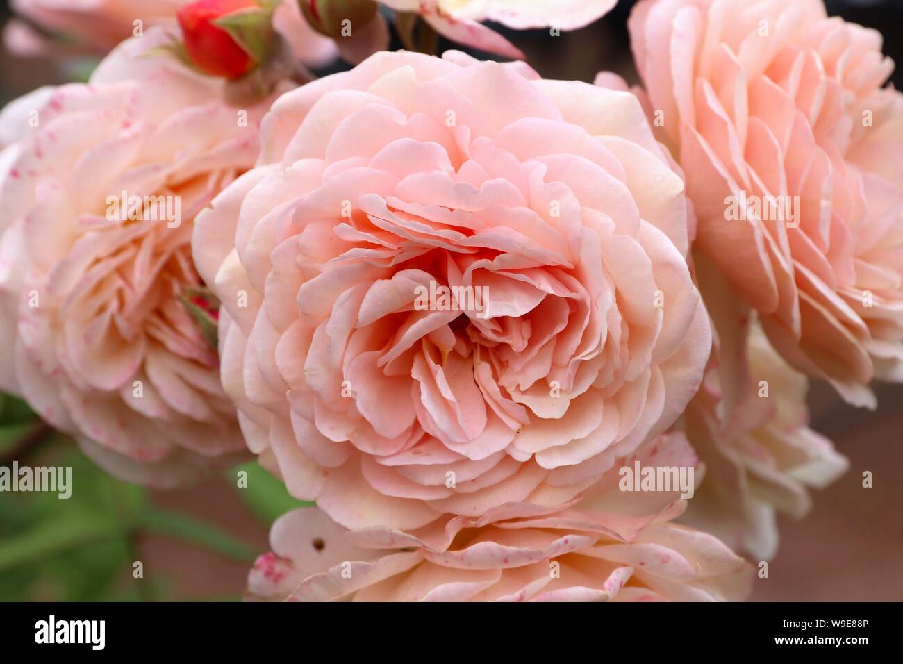 Apricot colored flowers hi-res stock photography and images - Alamy
