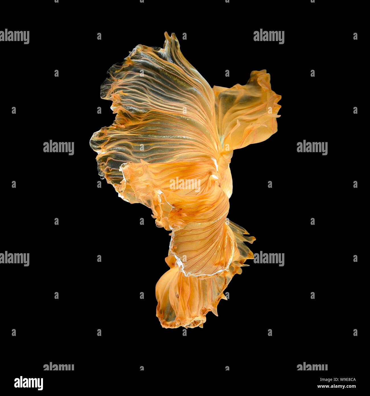 Close up art movement of Betta fish,Siamese fighting fish isolated on ...