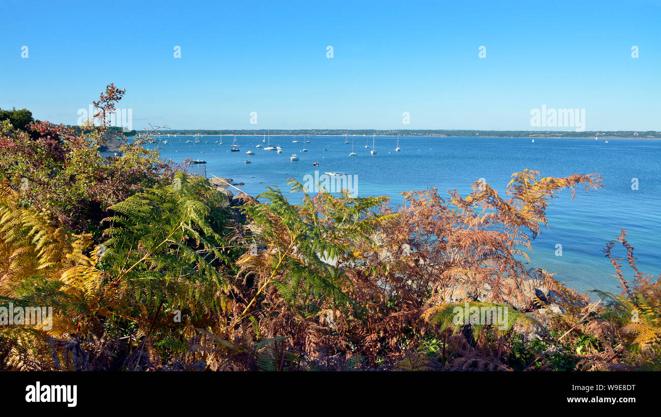 Sea fern hi-res stock photography and images - Alamy