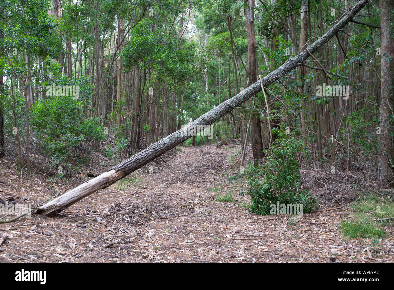 Fallen tree in the middle of a dirt road in the forest Stock Photo - Alamy