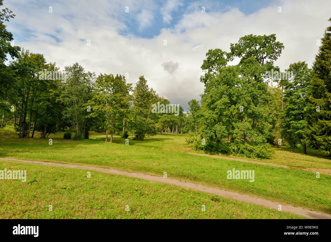 Beautiful forest landscape.Around the green meadows bloom, trees grow ...