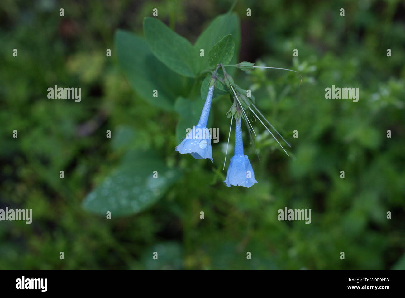 Bluebell still life hi-res stock photography and images - Alamy