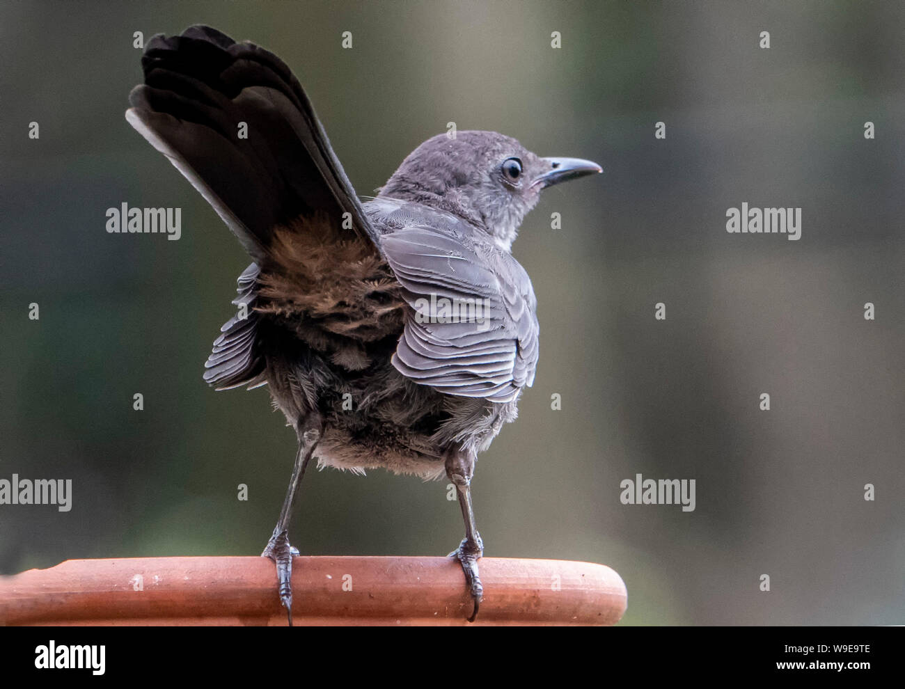 Mockingbird tail hi-res stock photography and images - Alamy