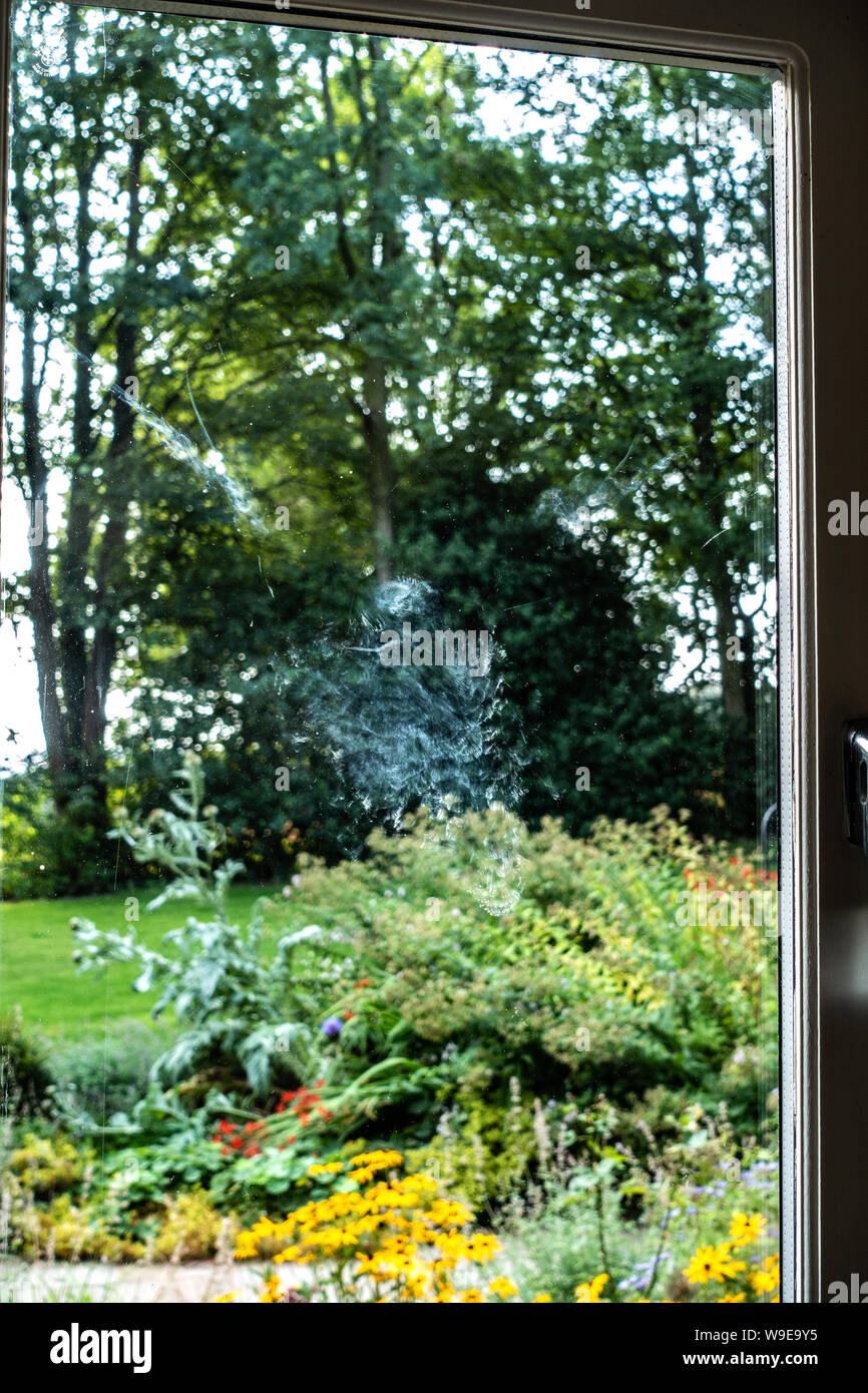 Shape of flying bird after bird crash marks on a house window Stock ...