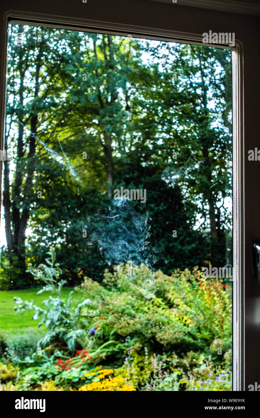 Shape of flying bird after bird crash marks on a house window Stock ...