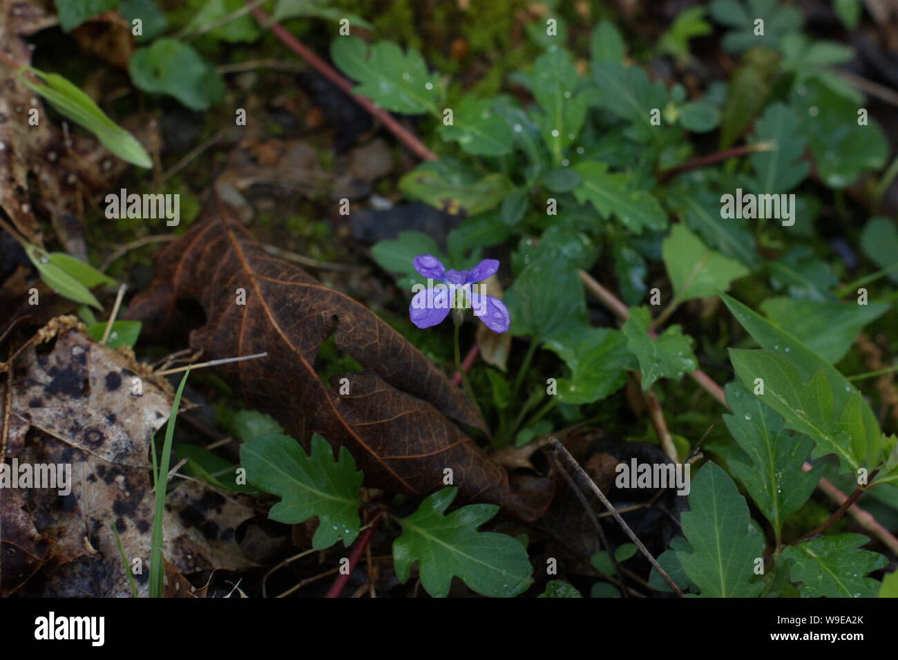 Puple flower hi-res stock photography and images - Alamy