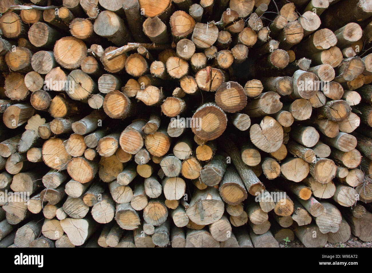 Piled cut timber logs hi-res stock photography and images - Alamy