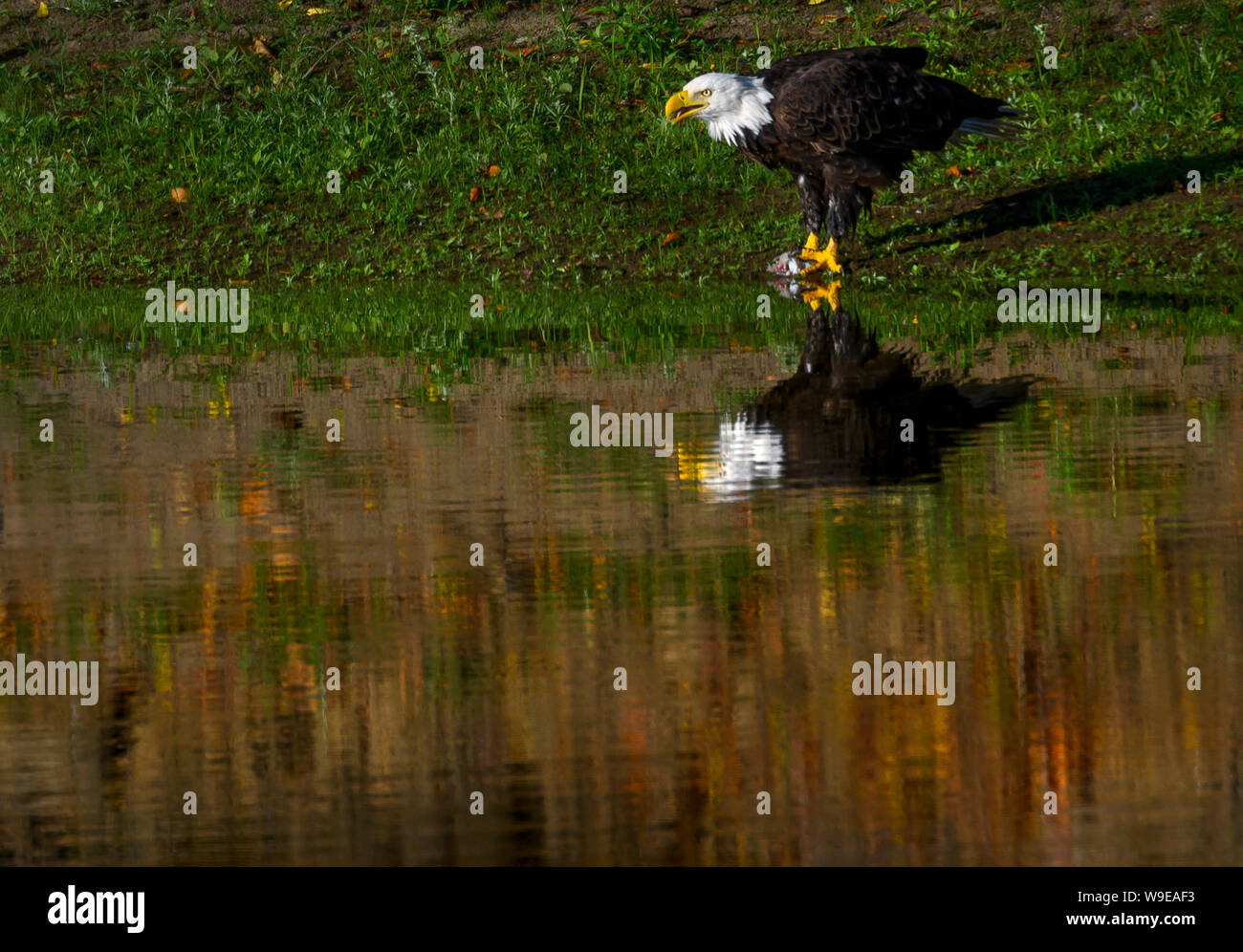 Bald eagle act hi-res stock photography and images - Alamy