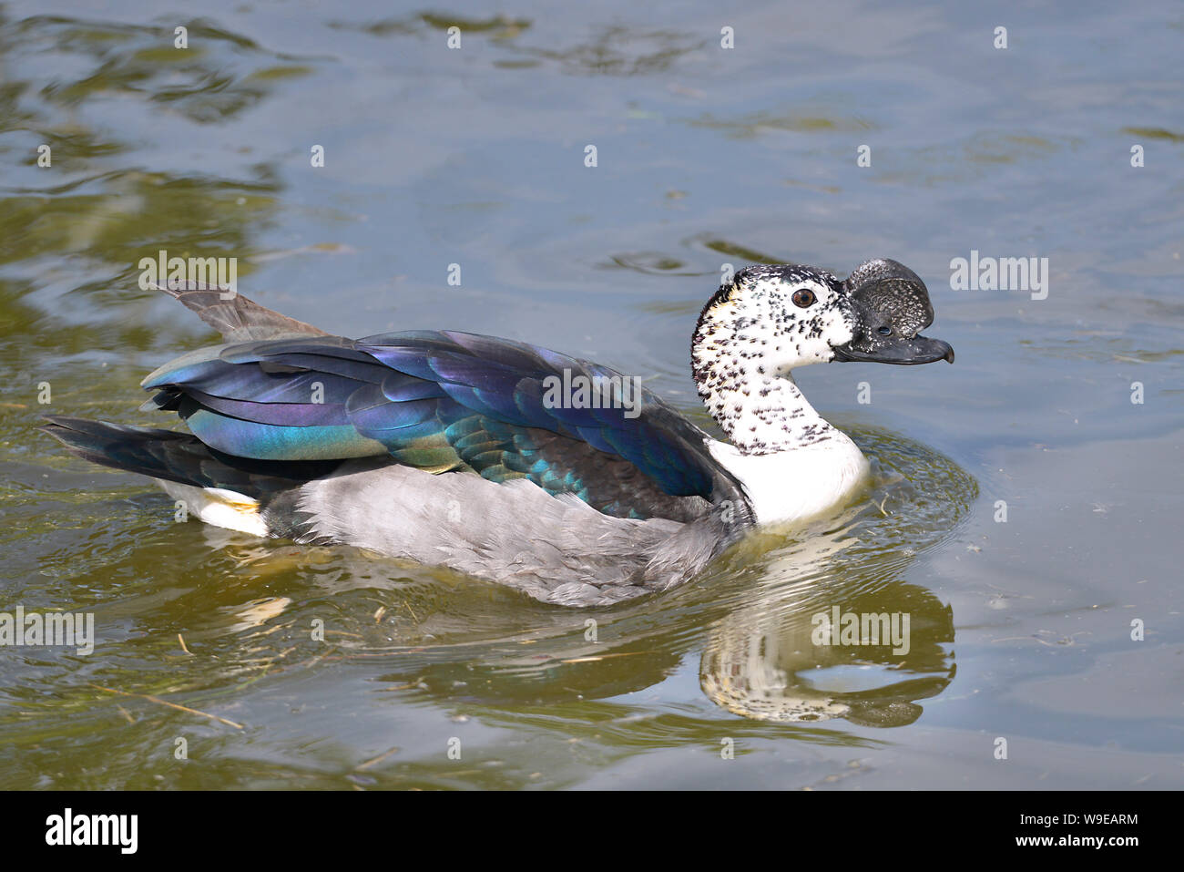 Closeup male knob-billed duck or African comb duck (Sarkidiornis ...