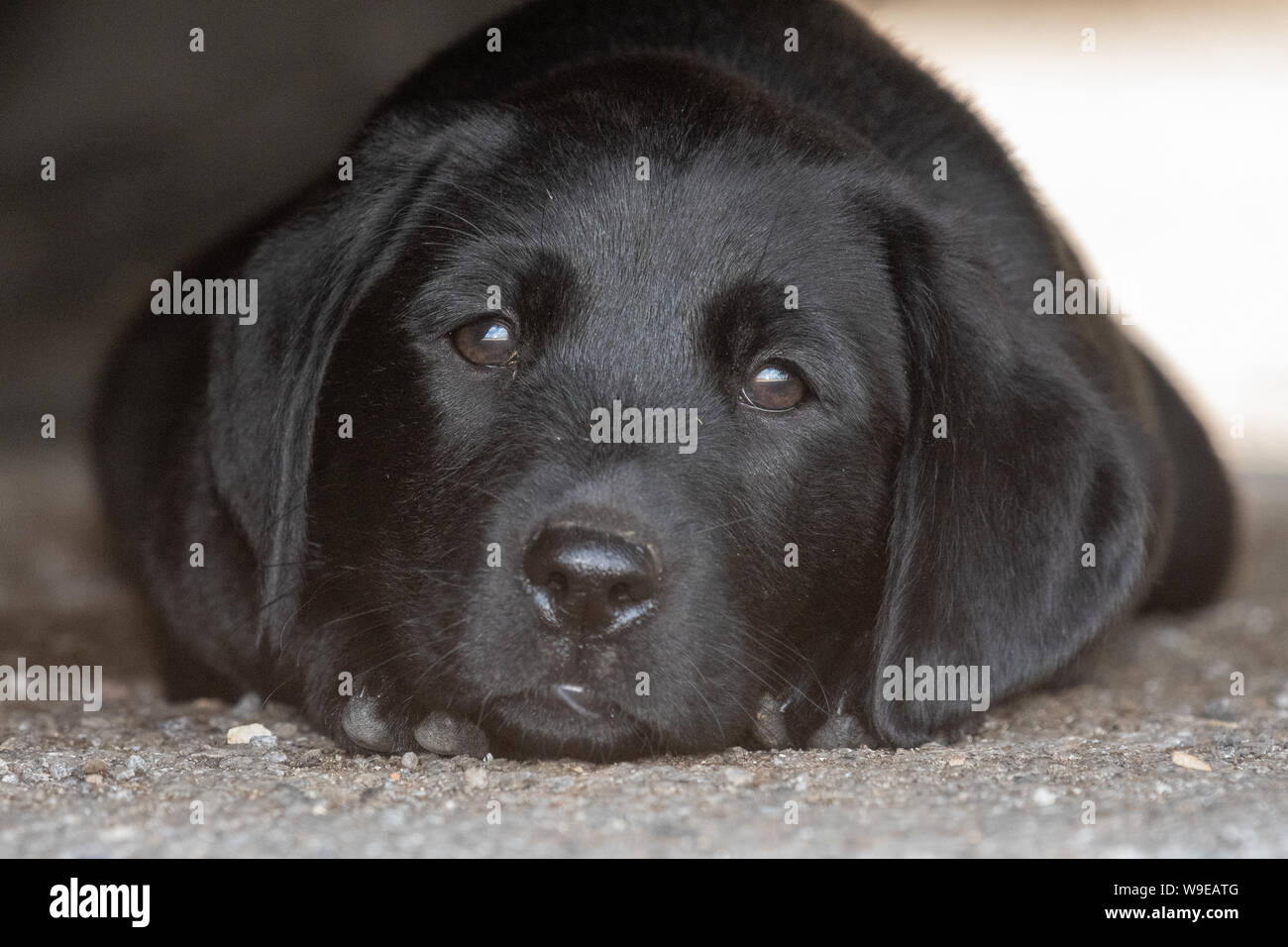 Cute portrait of an 8 week old black Labrador puppy lying on the ground ...