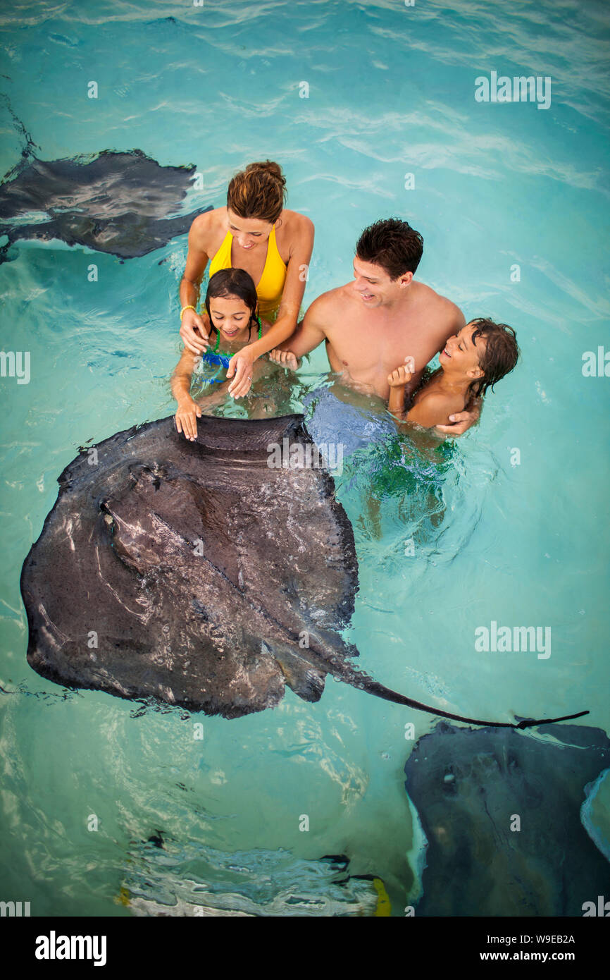 Swim with stingrays hi-res stock photography and images - Alamy