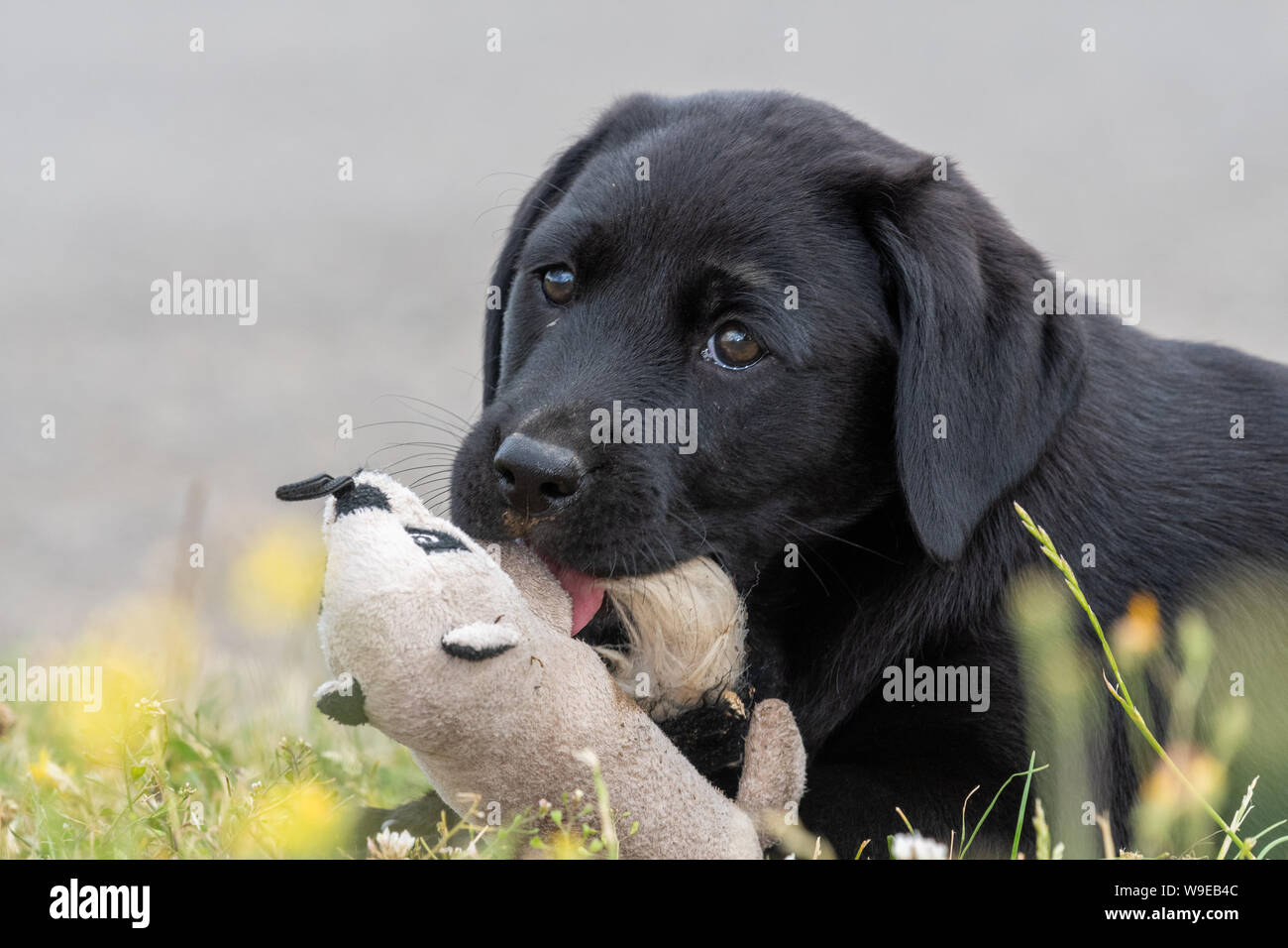 Cute portrait of an 8 week old black Labrador puppy playing with a ...