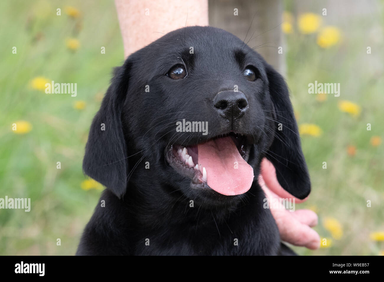 8 week old labrador puppy hi-res stock photography and images - Alamy