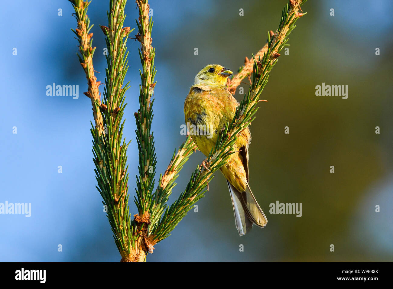 Yellowhammer hi-res stock photography and images - Alamy