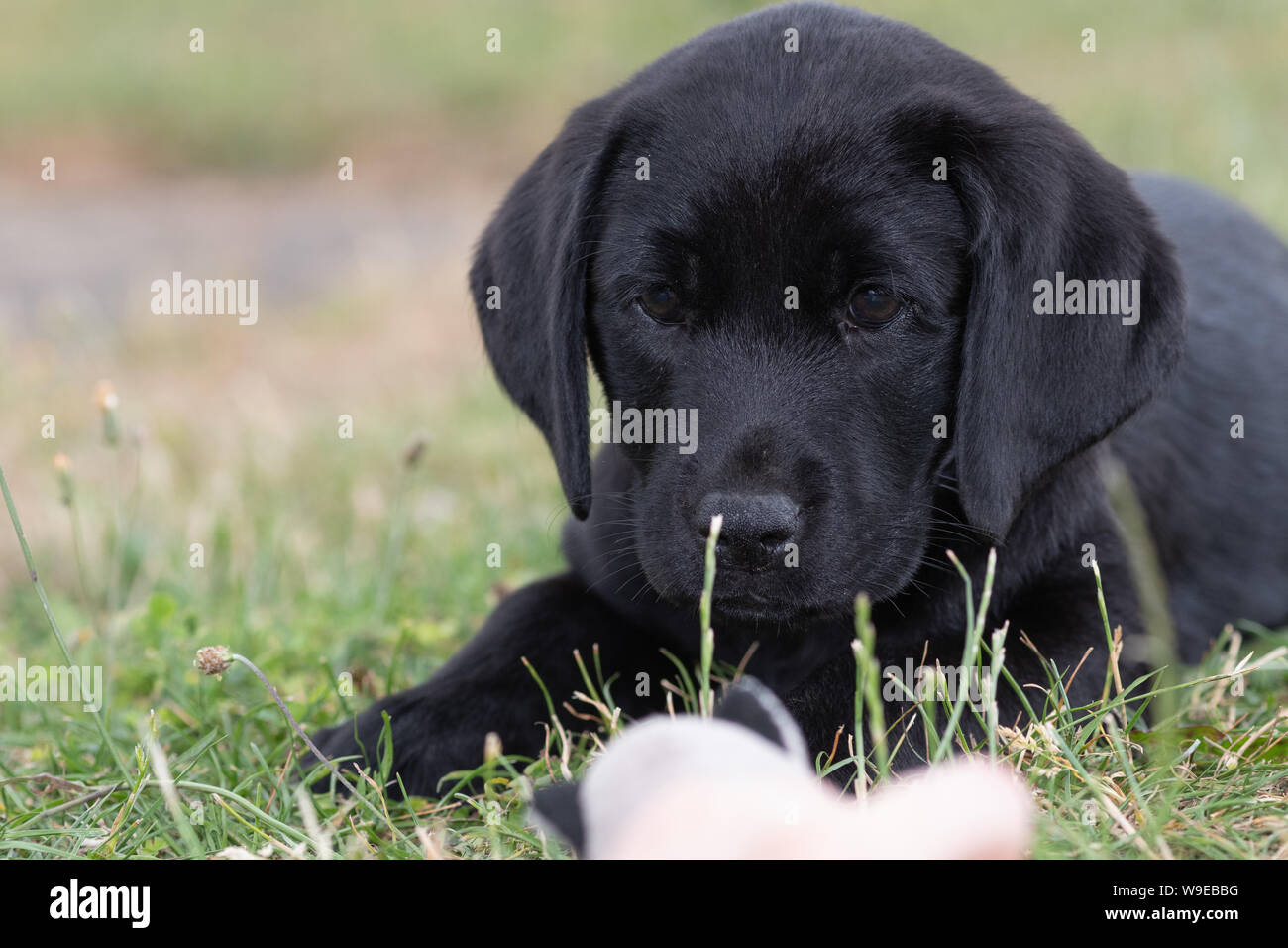 Cute portrait of an 8 week old black Labrador puppy sitting on the ...