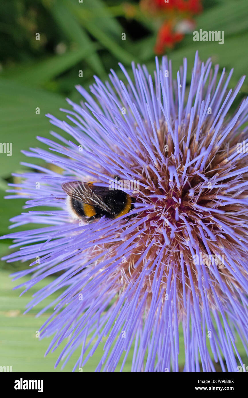 Cardoon, artichoke flower head with Bee collecting nectar Stock Photo ...