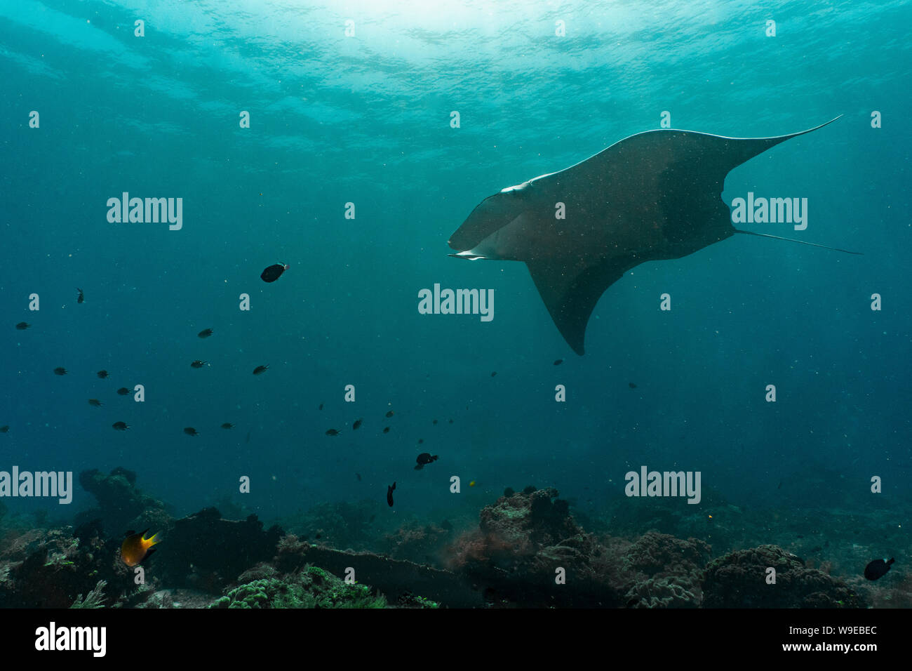 a manta ray floating graceful in the ocean at Raja Ampat Stock Photo ...