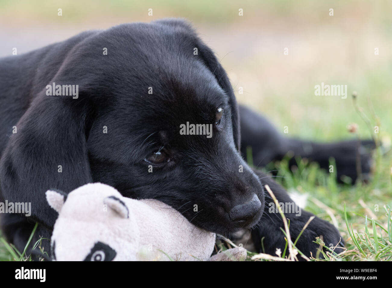 Cute portrait of an 8 week old black Labrador puppy sitting on the ...